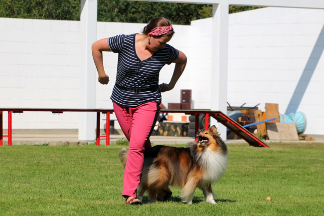 20 Jahre Shelties from Shamrock River