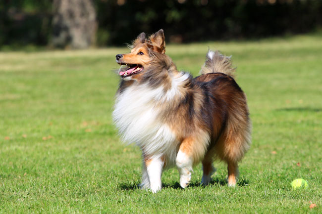 20 Jahre Shelties from Shamrock River