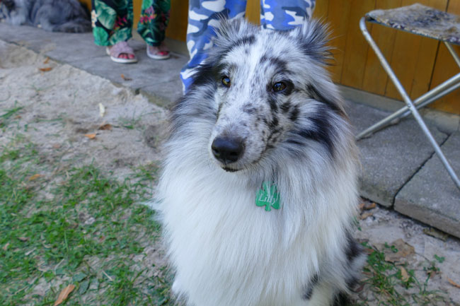 20 Jahre Shelties from Shamrock River