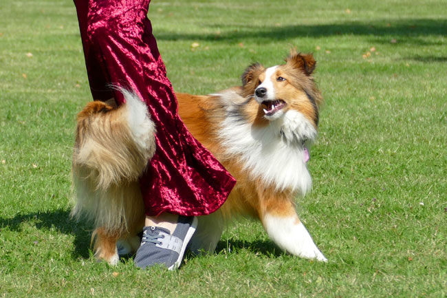 20 Jahre Shelties from Shamrock River