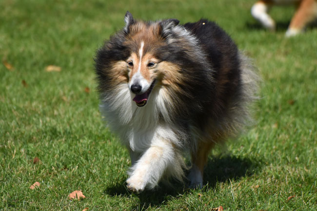 20 Jahre Shelties from Shamrock River