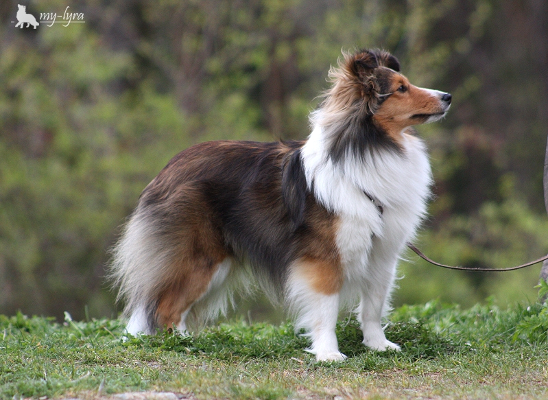 Sheltiewanderung in Butzbach April 2012