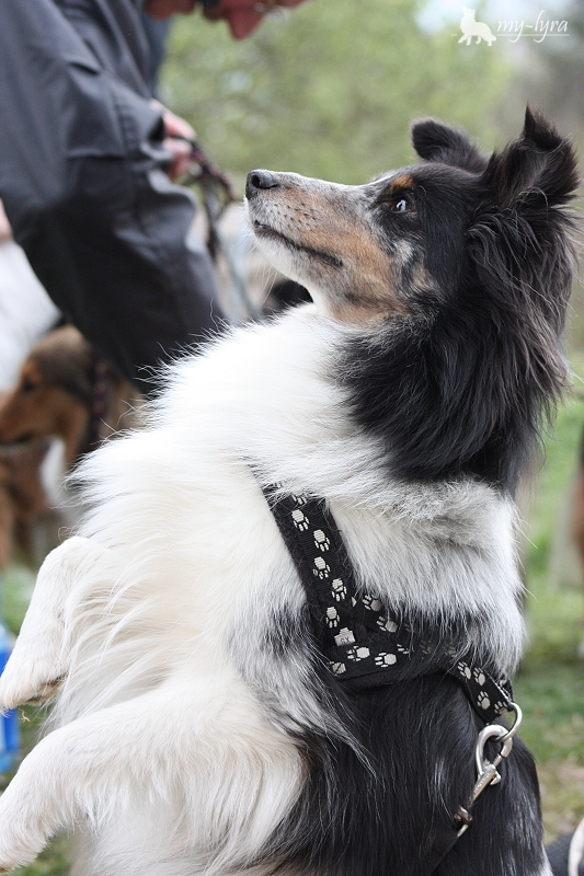 Sheltiewanderung in Butzbach April 2012