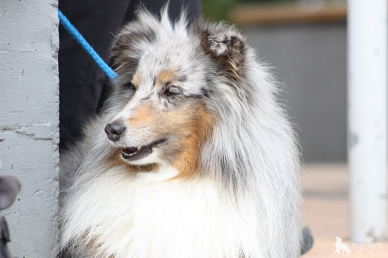 Sheltiewanderung in Butzbach April 2012