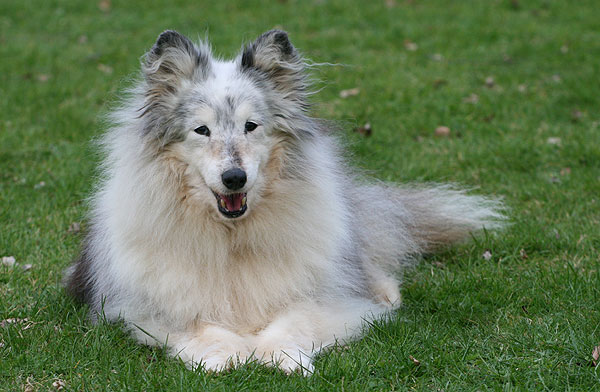 Sheltiewanderung in Butzbach April 2012