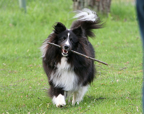 Sheltiewanderung in Butzbach April 2012